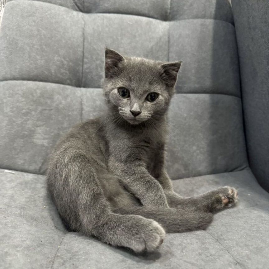 Котенок помесь шотладнца