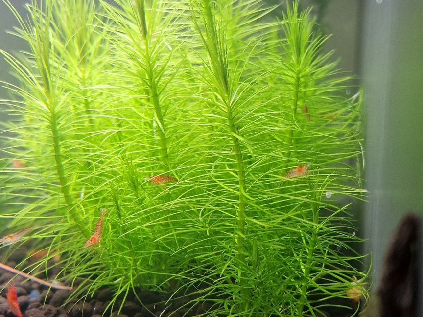 Растения для аквариума