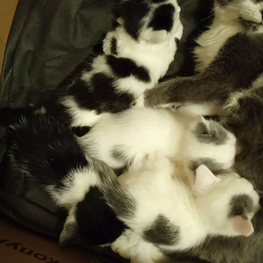 Отдам котят