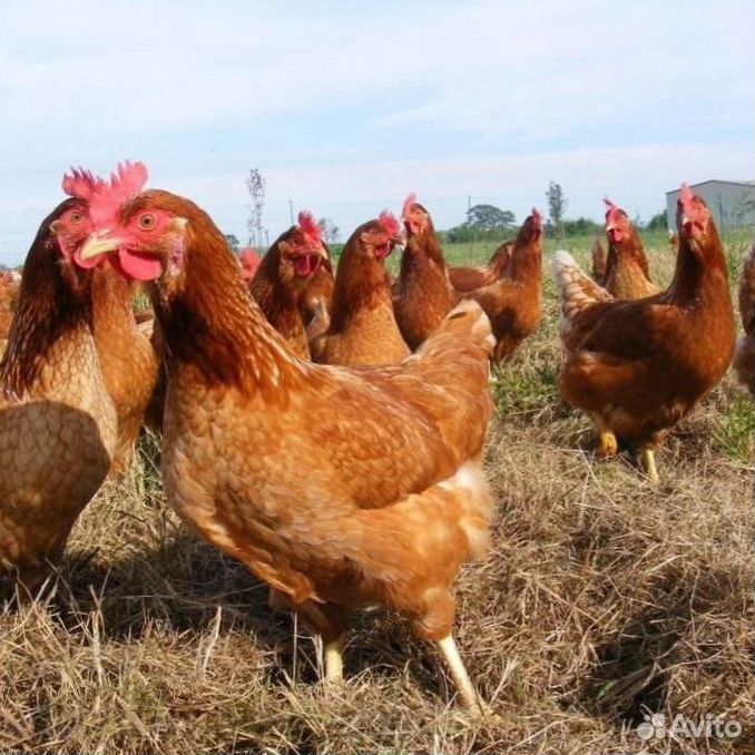 Курицы несушки Молодые