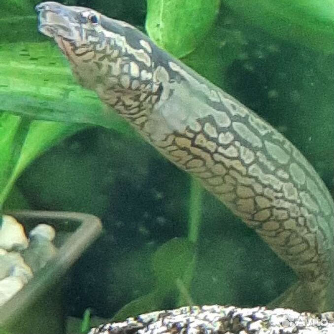 Рыба аквариумная мастацембел