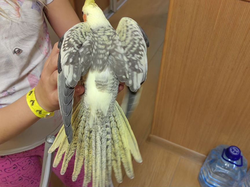 Птенец кореллы, девочка