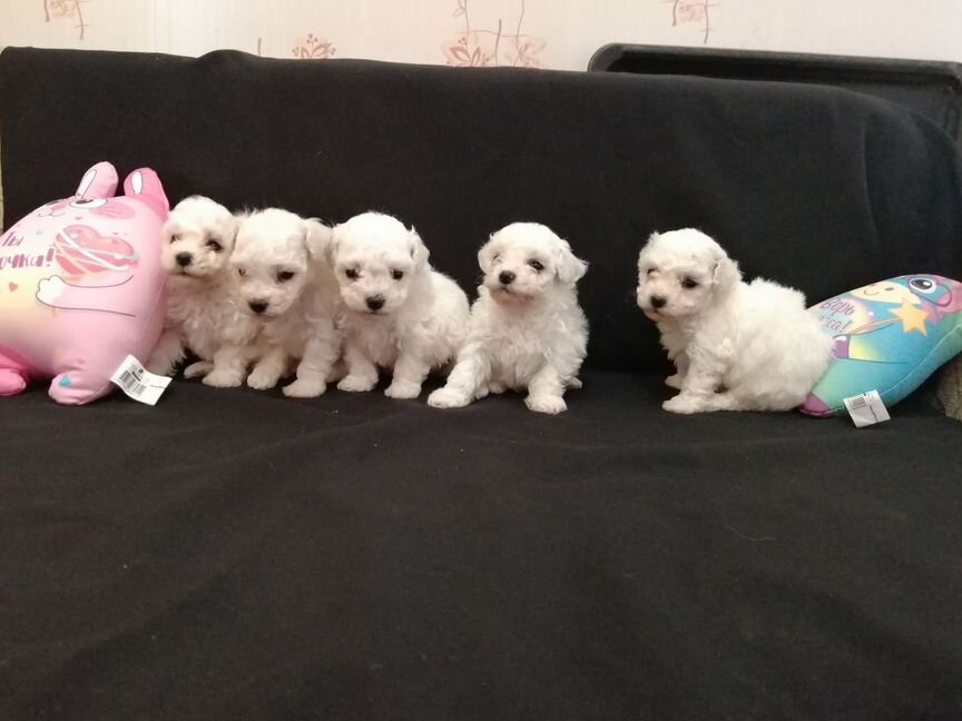 Бишон фризе девчонки