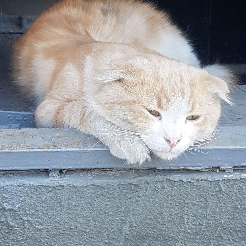 Вислоухий хочет домой