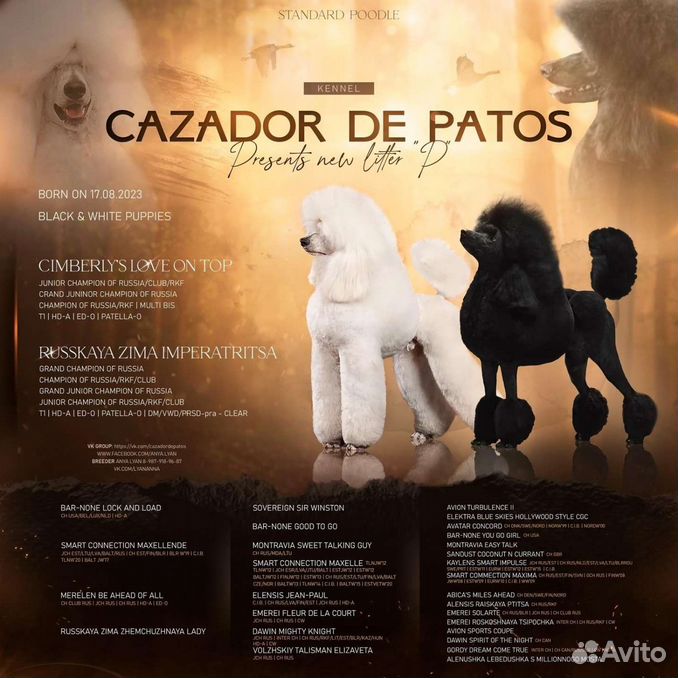 Стандартный пудель