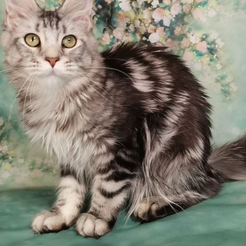 Мейн-кун котёнок