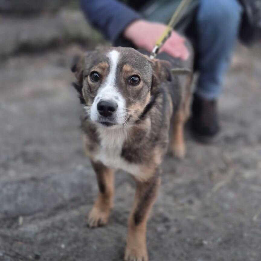Взрослая собака в добрые руки