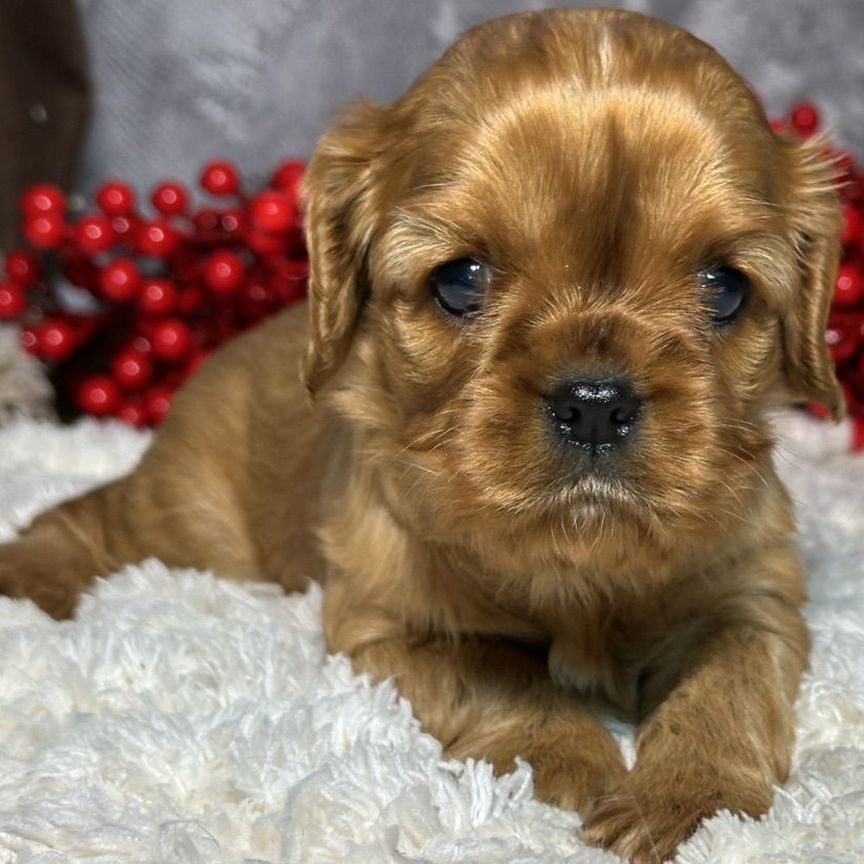 Кавалер кинг-чарльз-спаниель, щенок