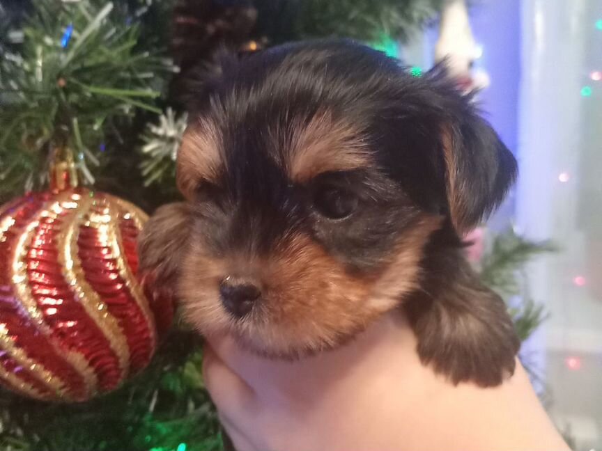 Йоркширский терьер щенки