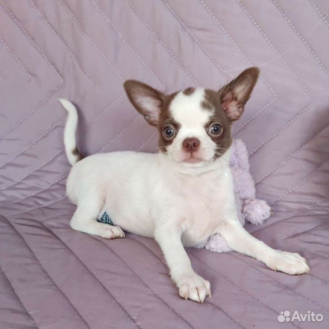 Чихуахуа курносик