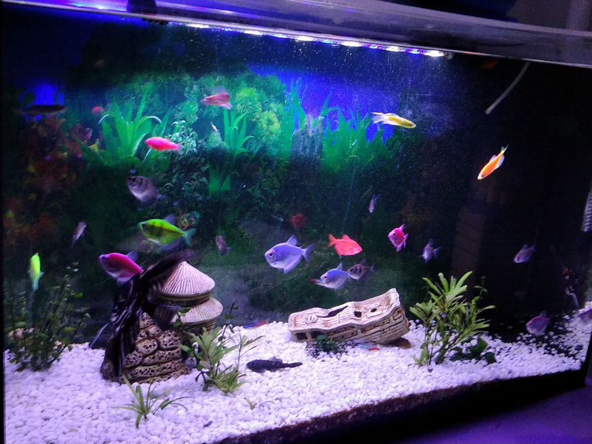 Аквариум