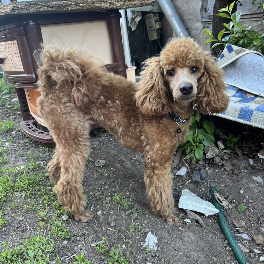 Потерялся карликовый пудель