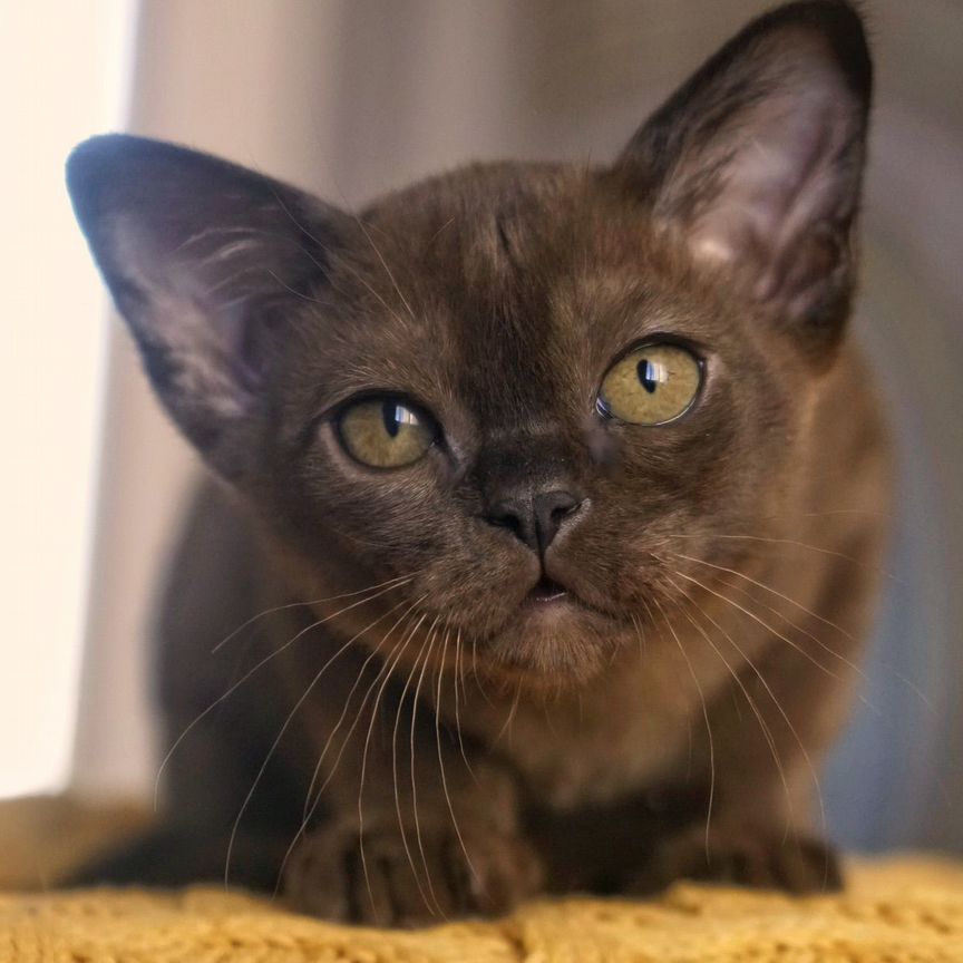 Бурманский котенок