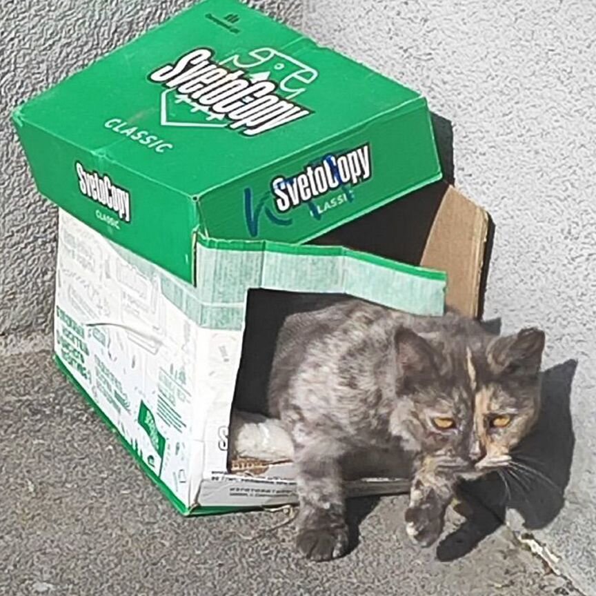 Взрослая, кошка в добрые руки