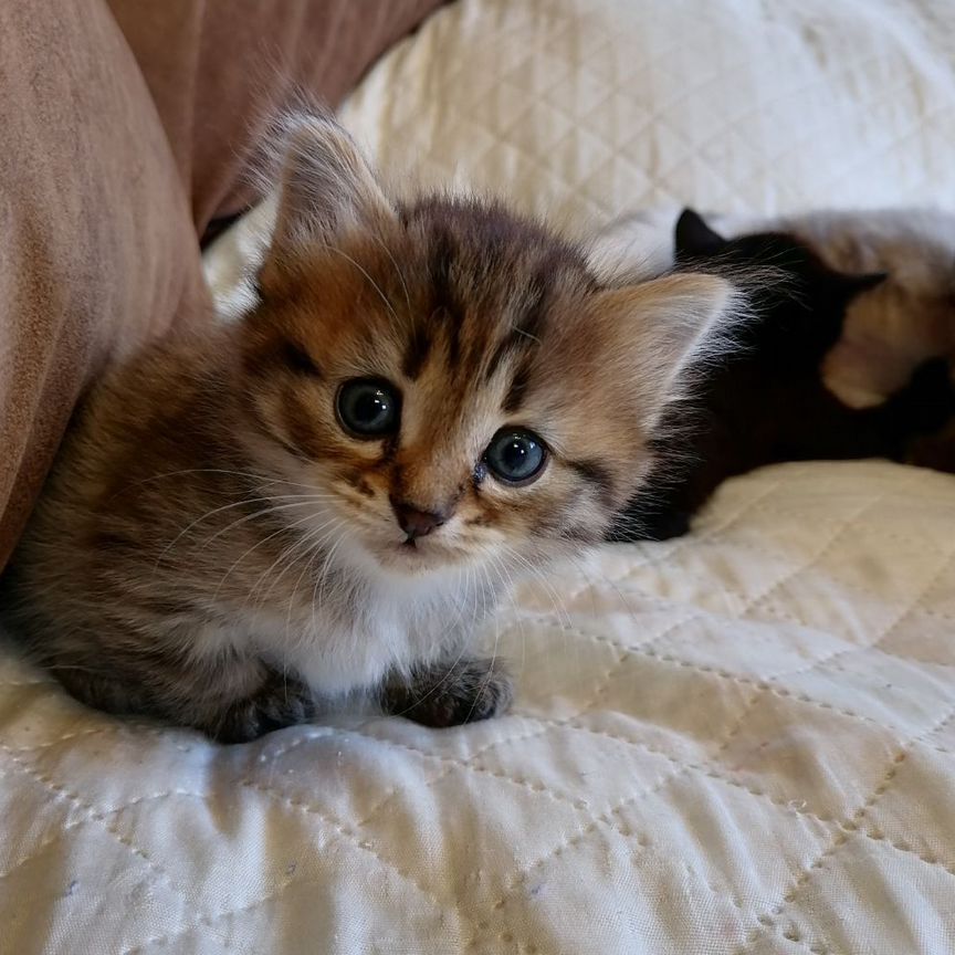 Котёнок в добрые руки