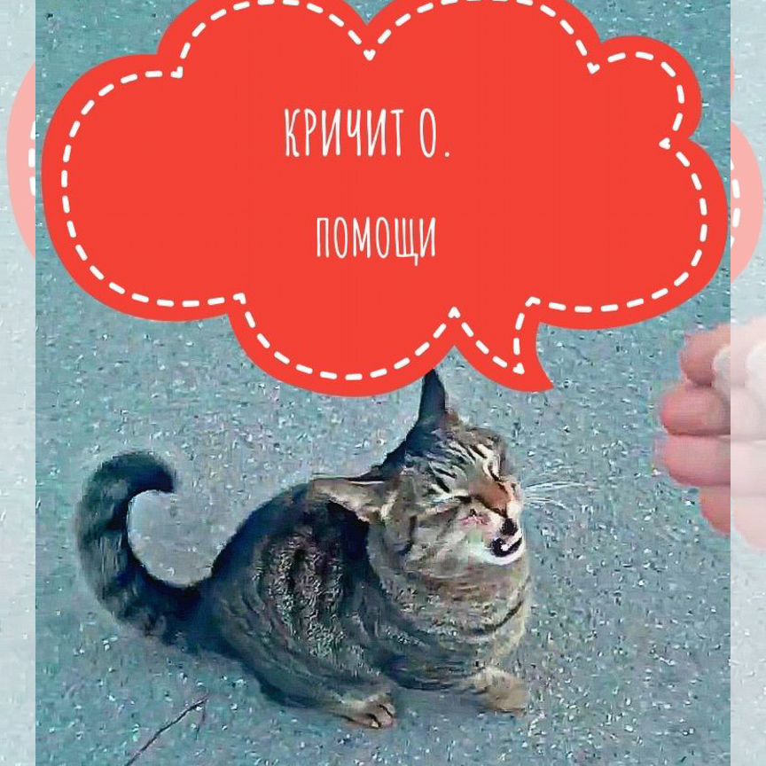 Взрослый кот в добрые руки