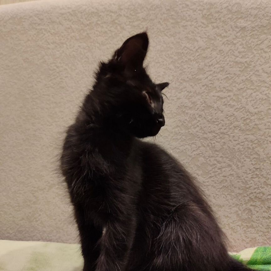 Котенок