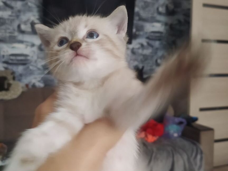 Котята