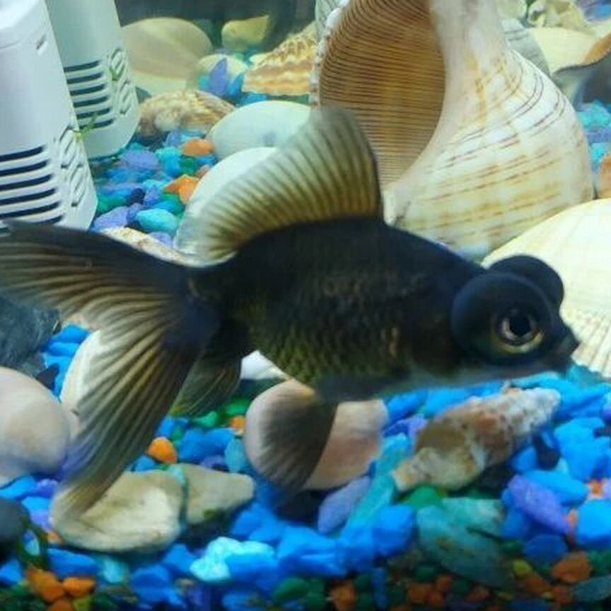 Рыбка телескоп бабочка