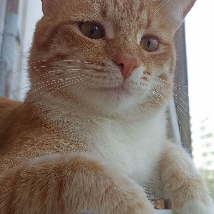 Потерялся кот