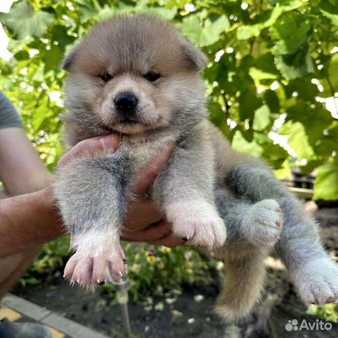 Акита ину щенки от красивой пары