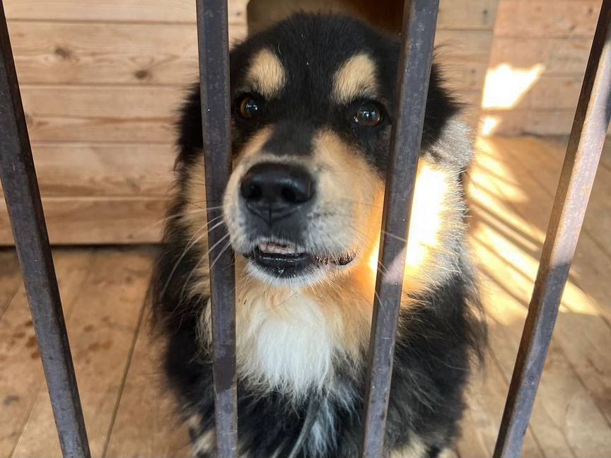 Собака молодой Атаман спасите из приюта