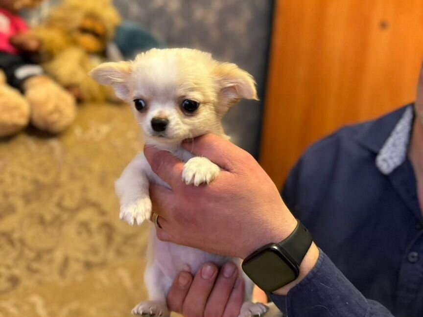 Щенки чихуахуа длинношерстные мини