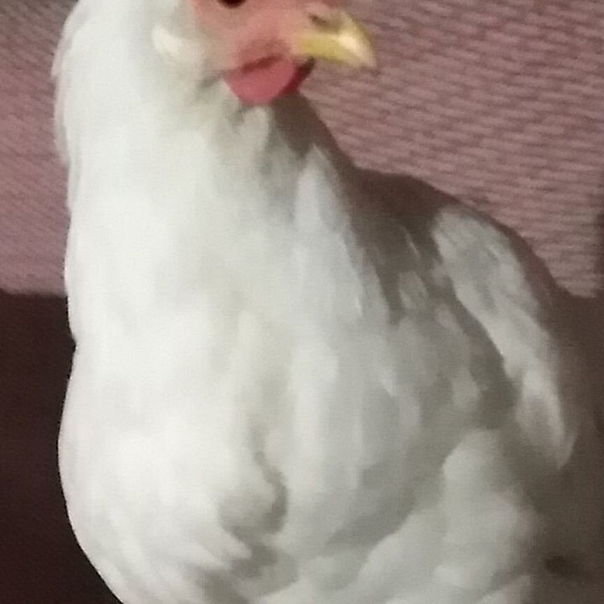 Курица отдам