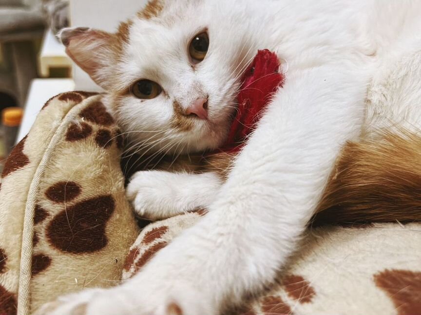 Котик (солнышко) ищет для себя спокойную семью