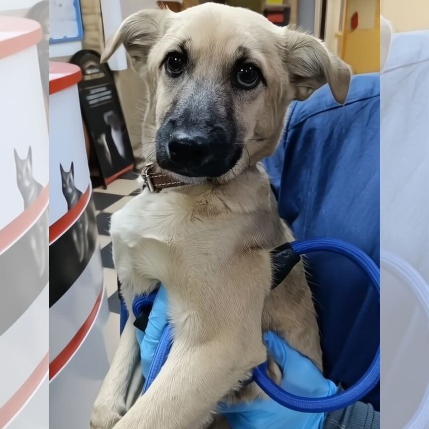 Взрослый пёс в добрые руки