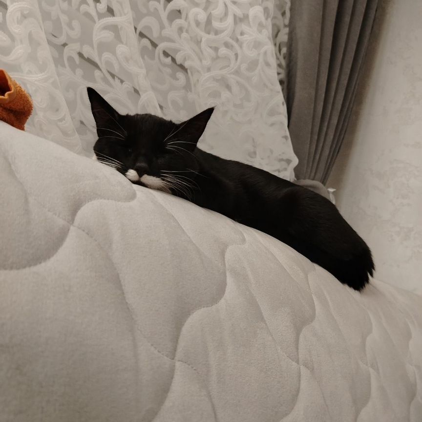 Кошки в добрые руки
