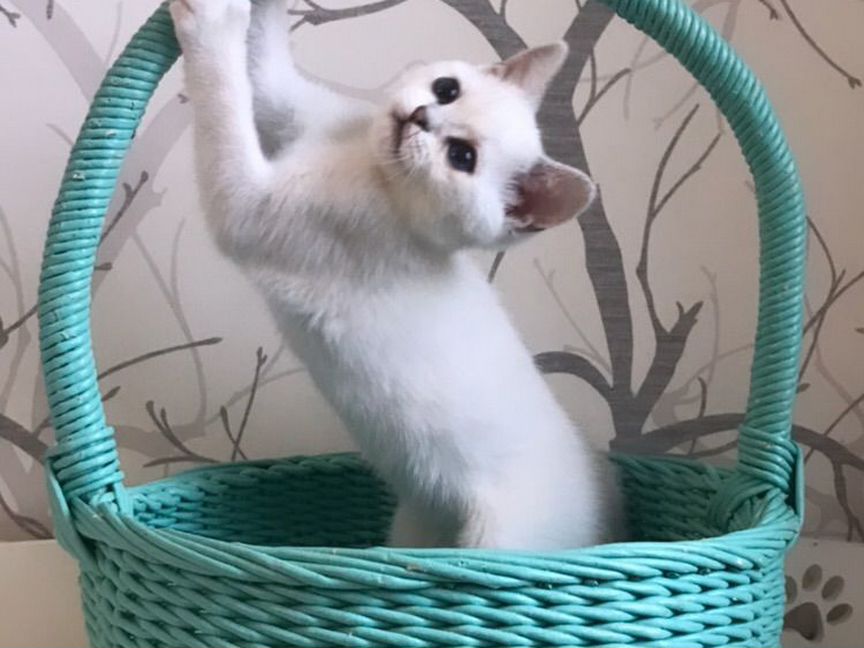 Шотланский котенок