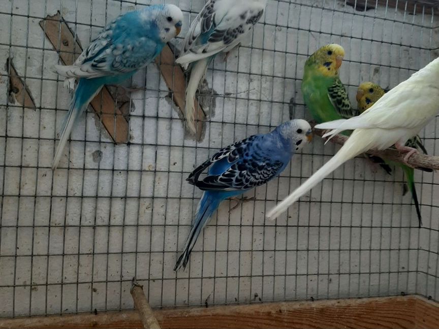 Волнистый попугай