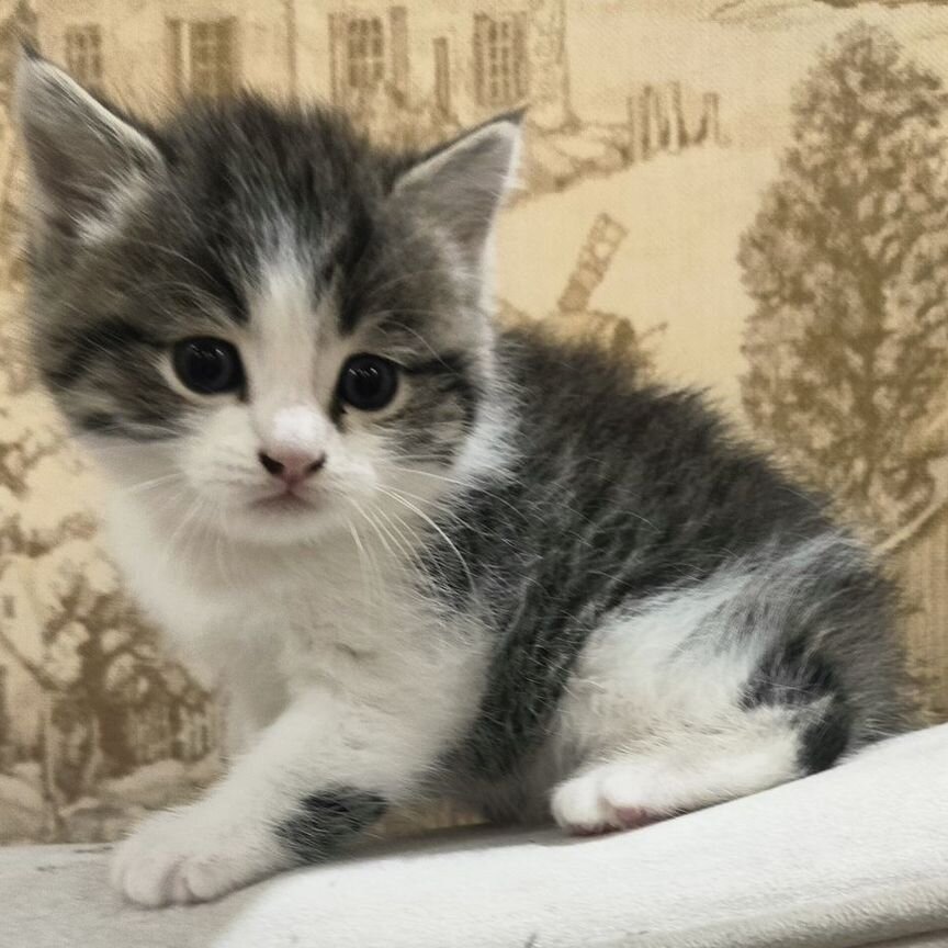 Котёнок в добрые руки