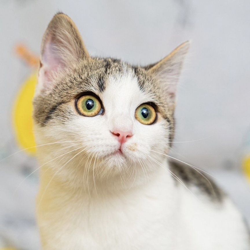 Кошечка Китти в дар бесплатно