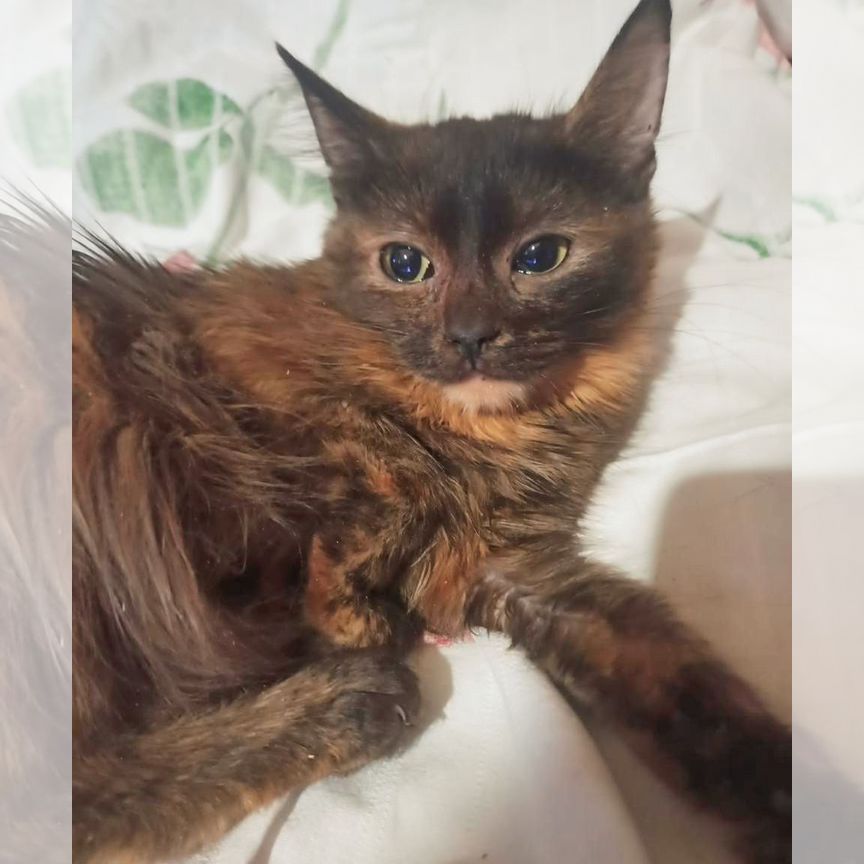 Котенок Алиса