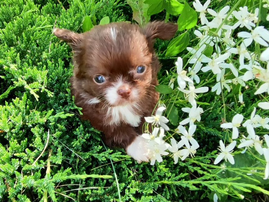 Девочки и мальчики