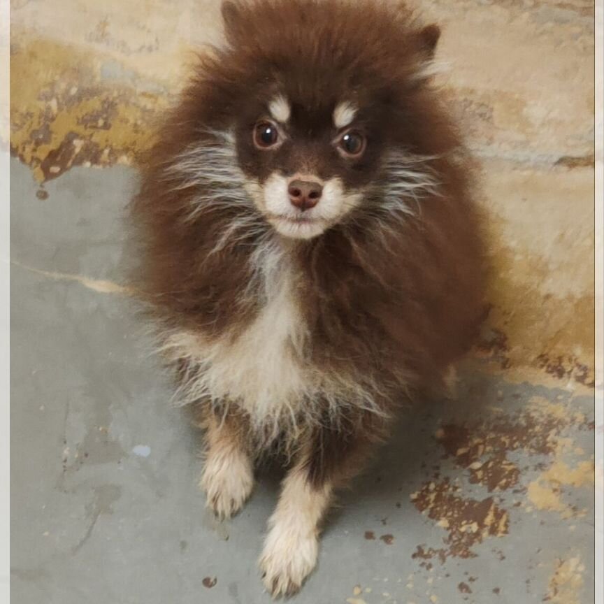 Помски, щенок