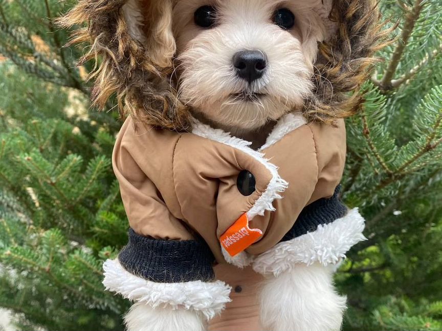 Мальтипу Ф1 девочка