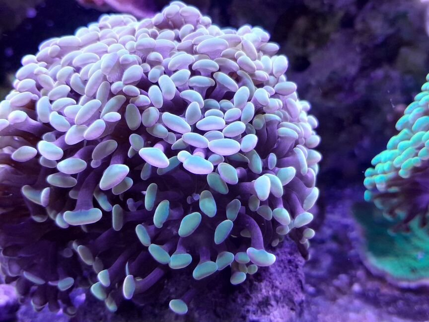 Коралл Эуфилия в морской аквариум