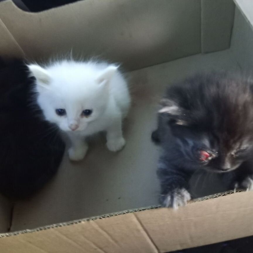 Котятам нужны добрые люди