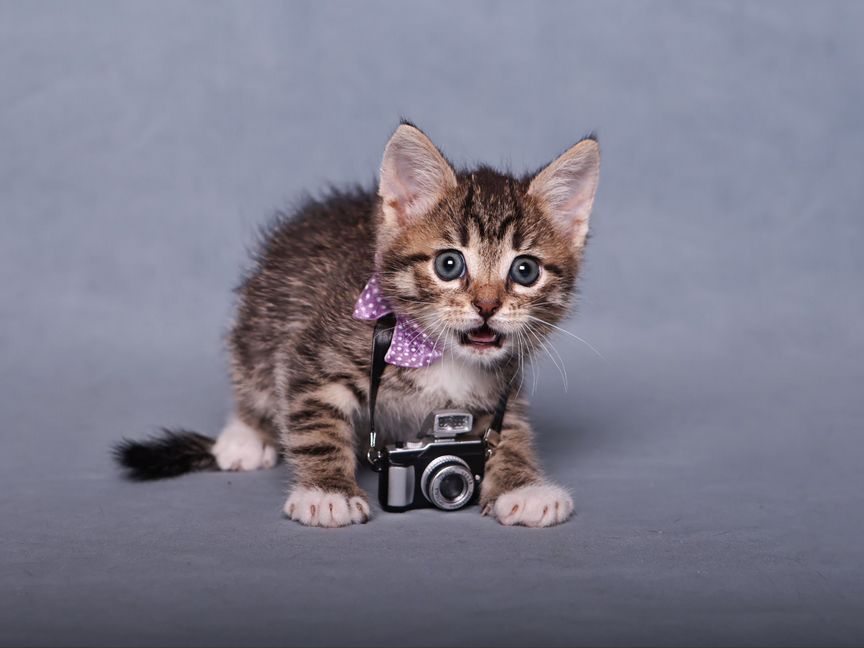 Сладкому Пирожку (1 месяц) нужен дом