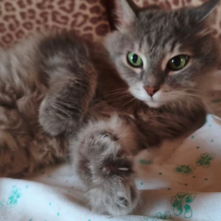 Отдам кота