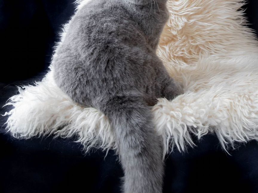 Котенок шоу-класс