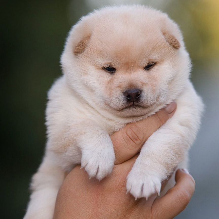 Щенок сиба окрас крем мальчик