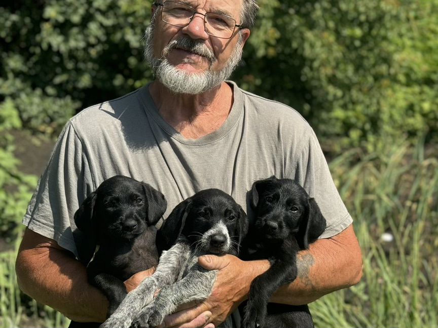 Продам щенков