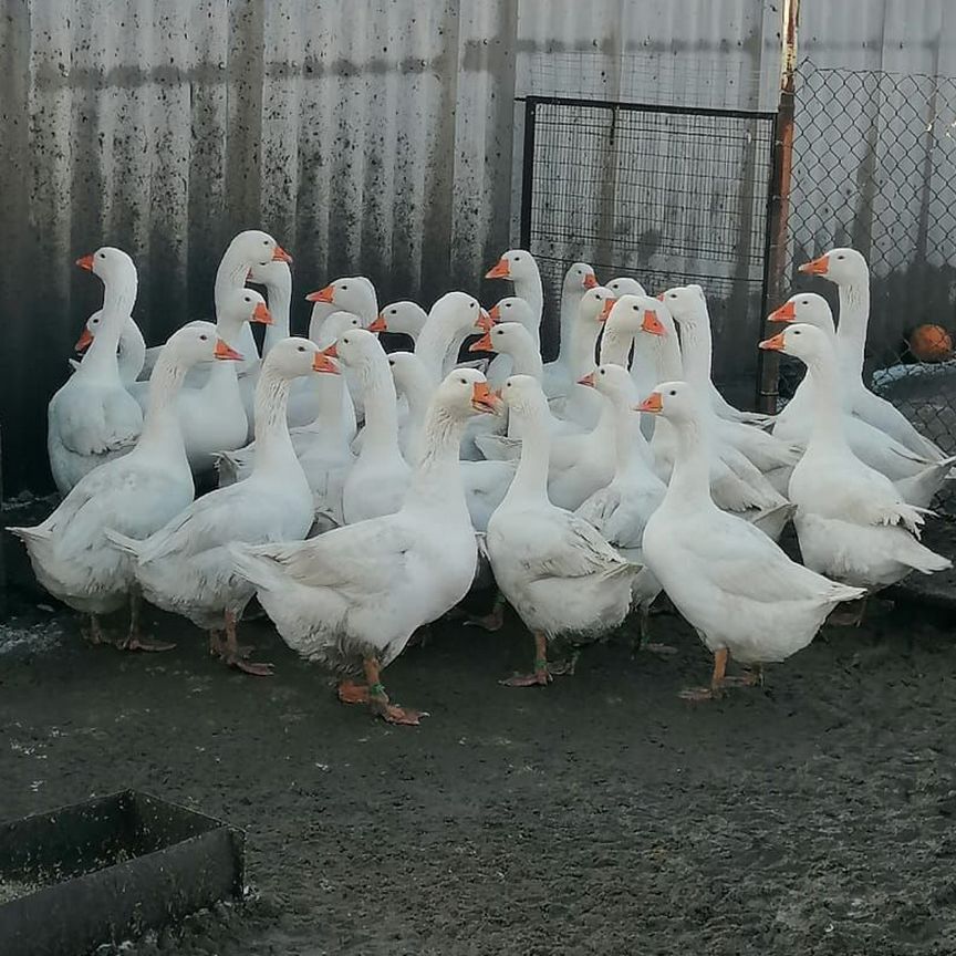 Гуси мамуты