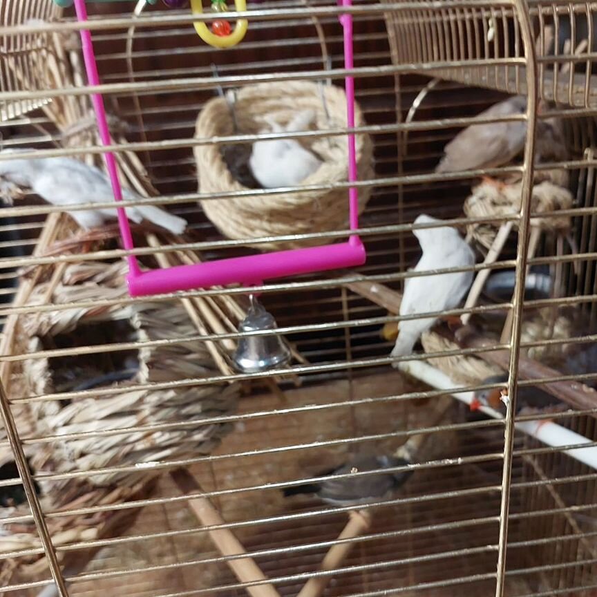 Зебровые амадины