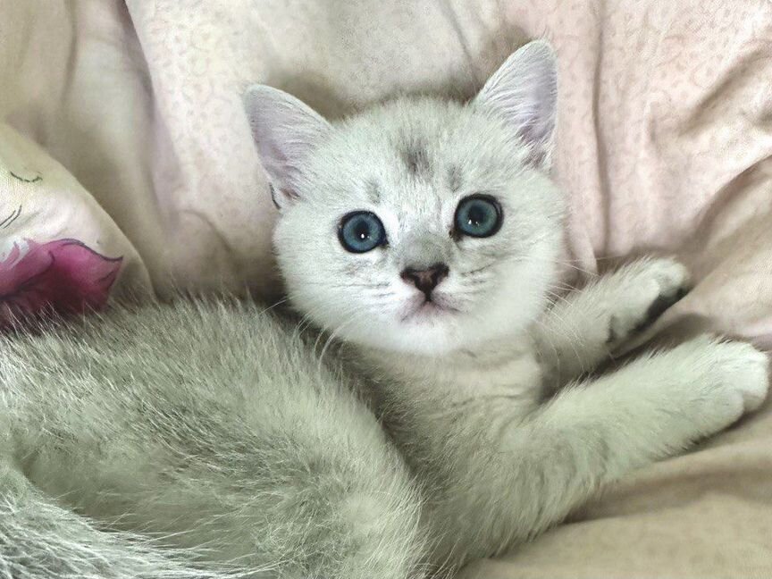 Шотландская серебристая шиншилла