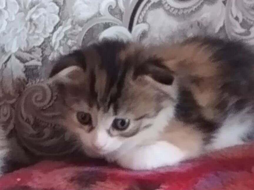 Вислоухий комочек девочка